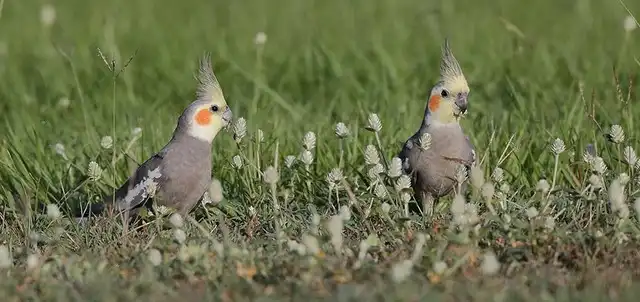 Khám phá những điều thú vị về con chim két và cách chăm sóc